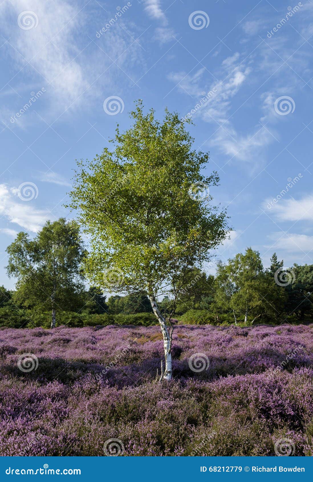 Heather Tree stock image. Image of mist, kingdom, vulgaris - 68212779