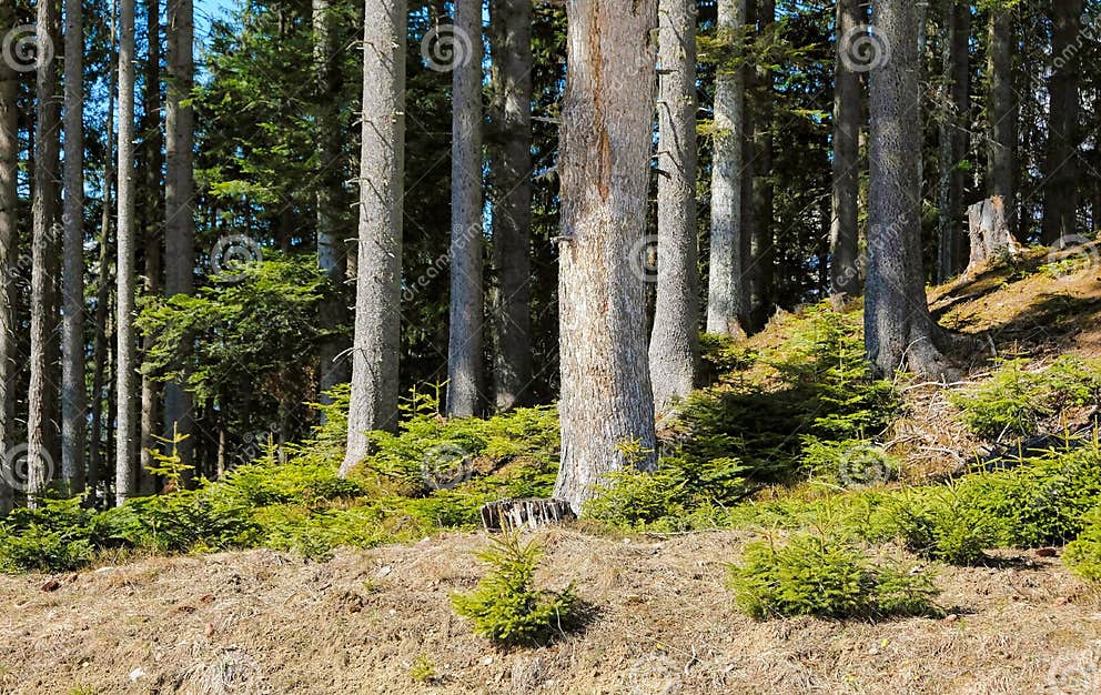 Heather and Trees in Summer with a Blue Sky Stock Image - Image of ...