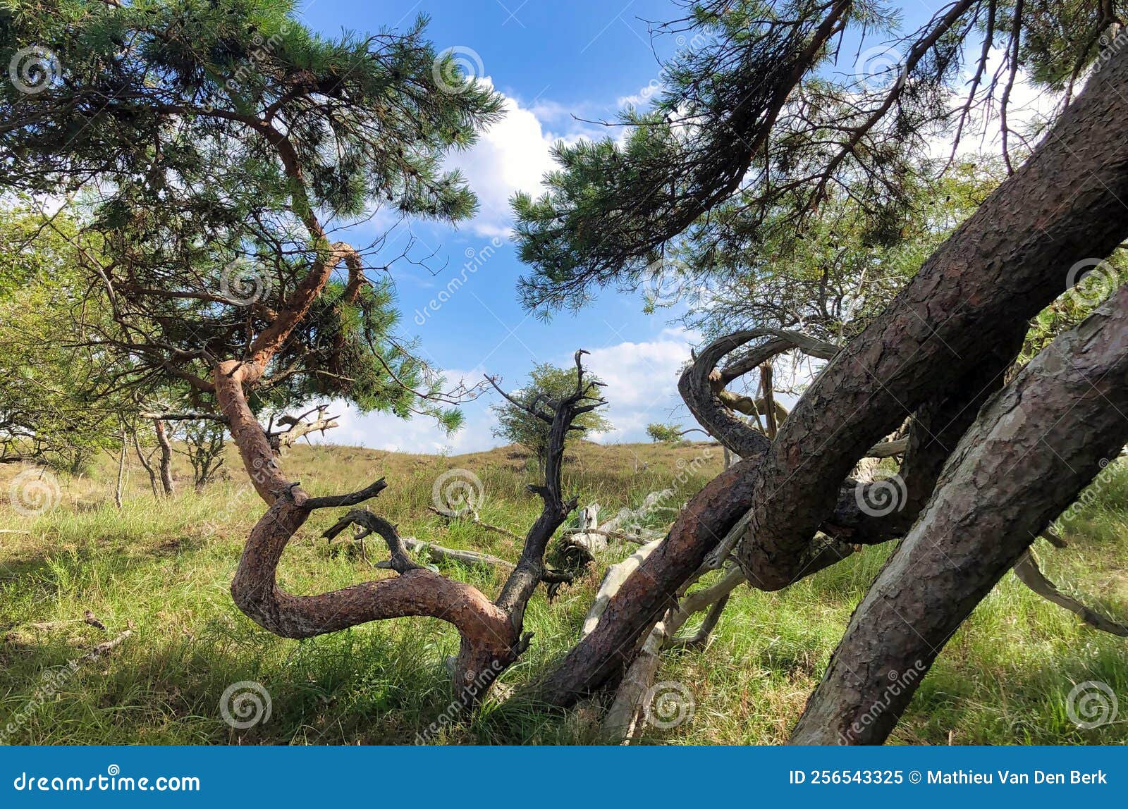 Heather and Trees in Summer with a Blue Sky Stock Image - Image of moor ...