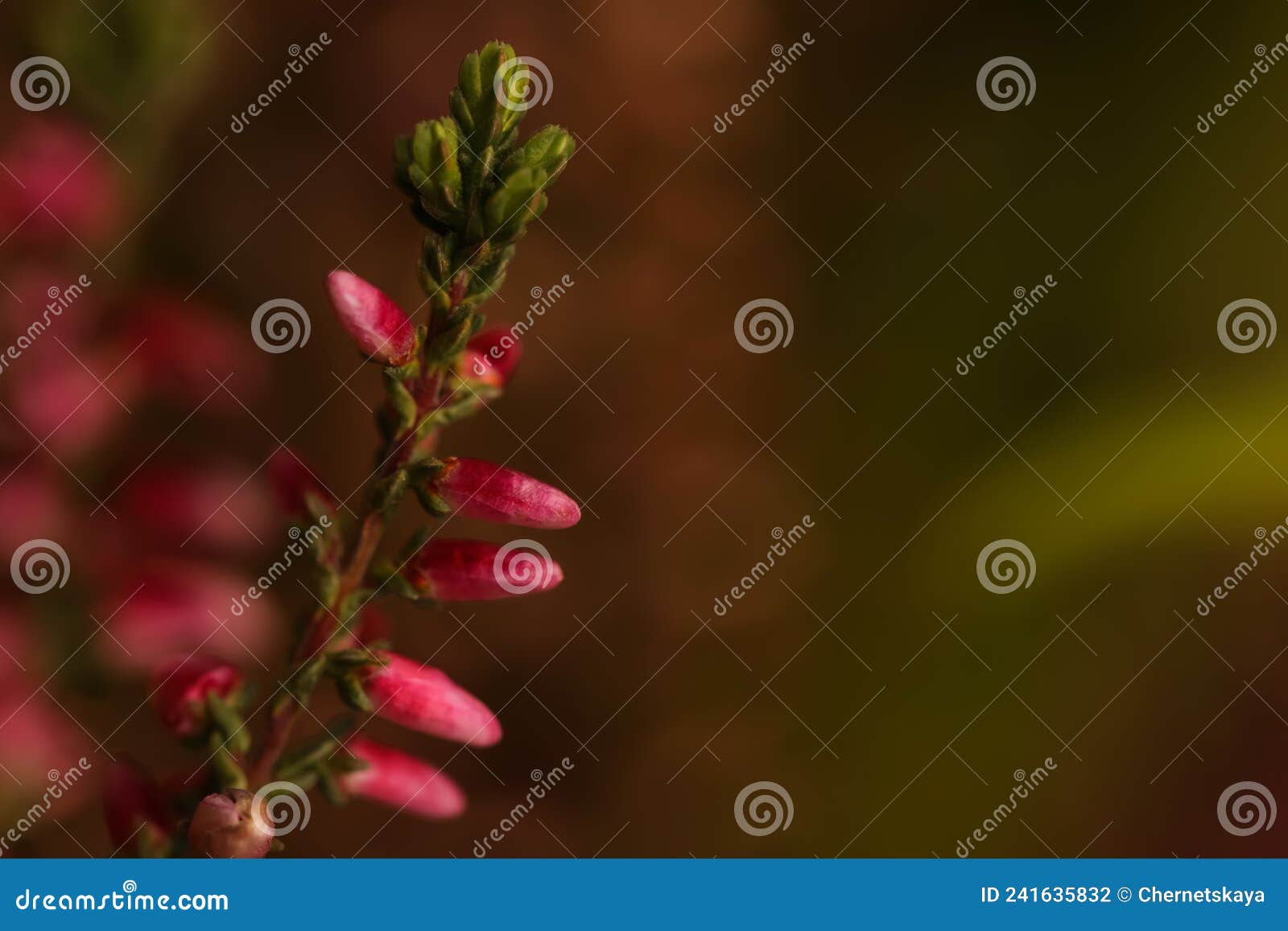 Heather Twig with Beautiful Flowers on Blurred Background, Closeup ...