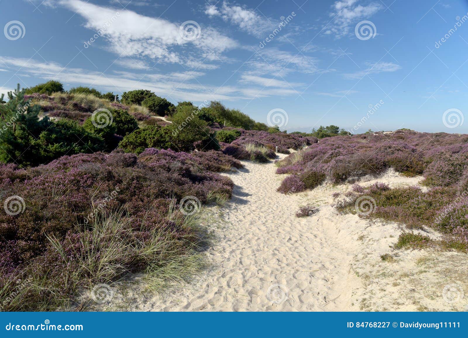 Heather Walk by Studland Bay Stock Image - Image of britain, shrub ...