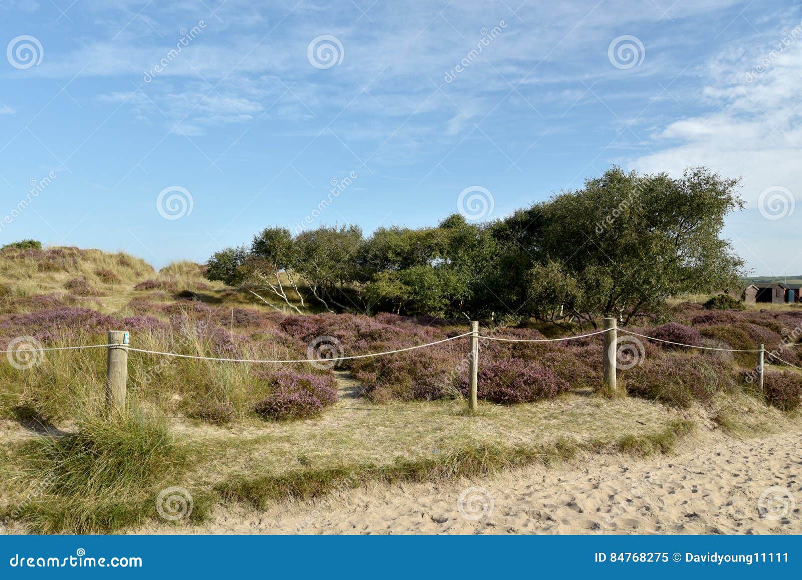 Heather Walk by Studland Bay Stock Image - Image of dune, england: 84768275