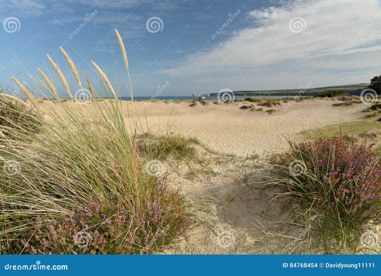Heather Walk by Studland Bay Stock Photo - Image of britain, dorset ...