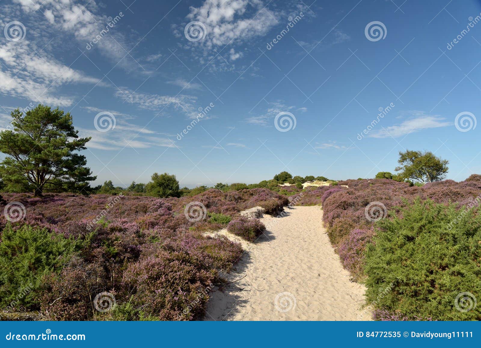 Heather Walk by Studland Bay Stock Image - Image of grass, scenic: 84772535