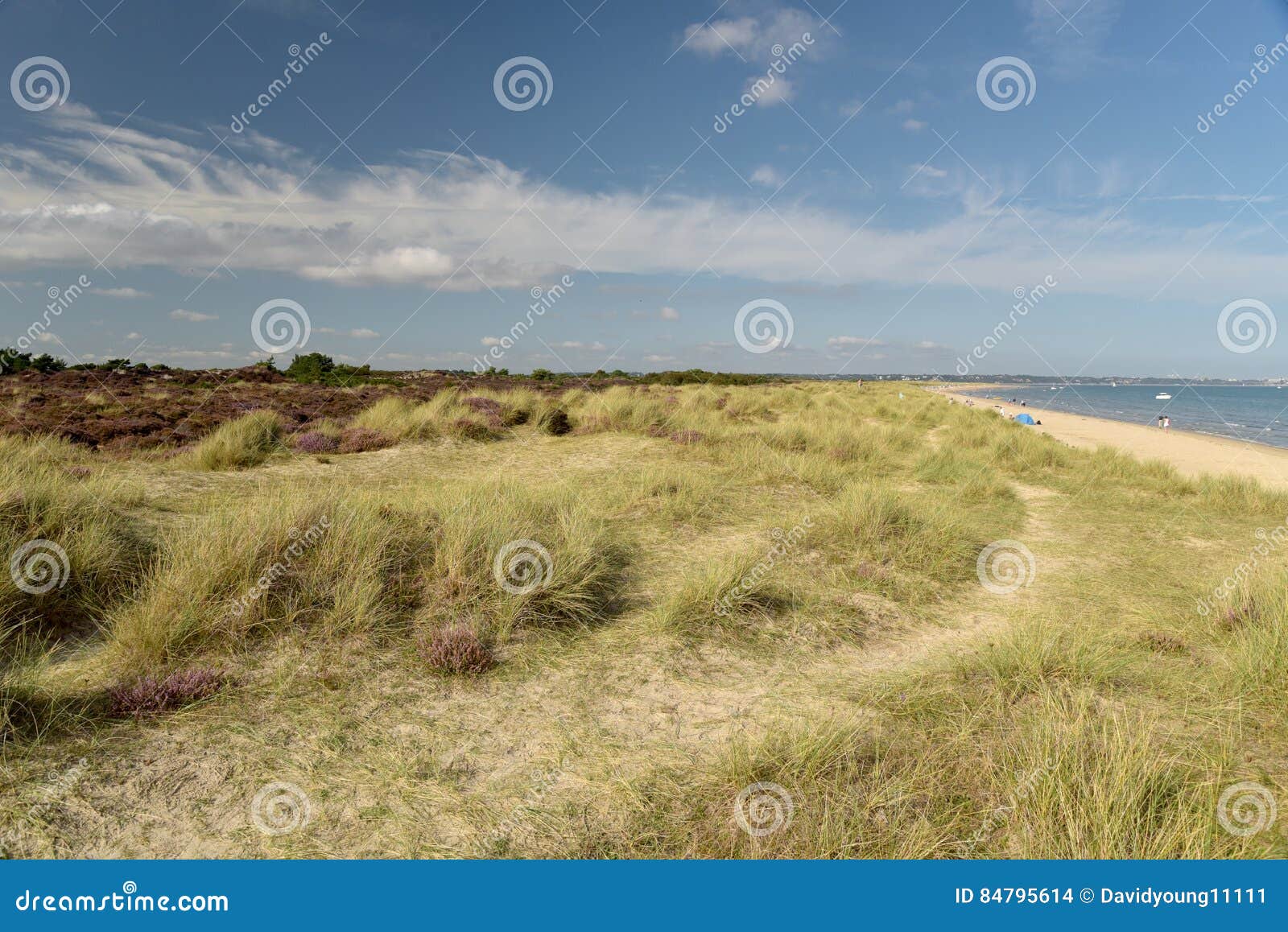 Heather Walk by Studland Bay Stock Photo - Image of grass, footpath ...