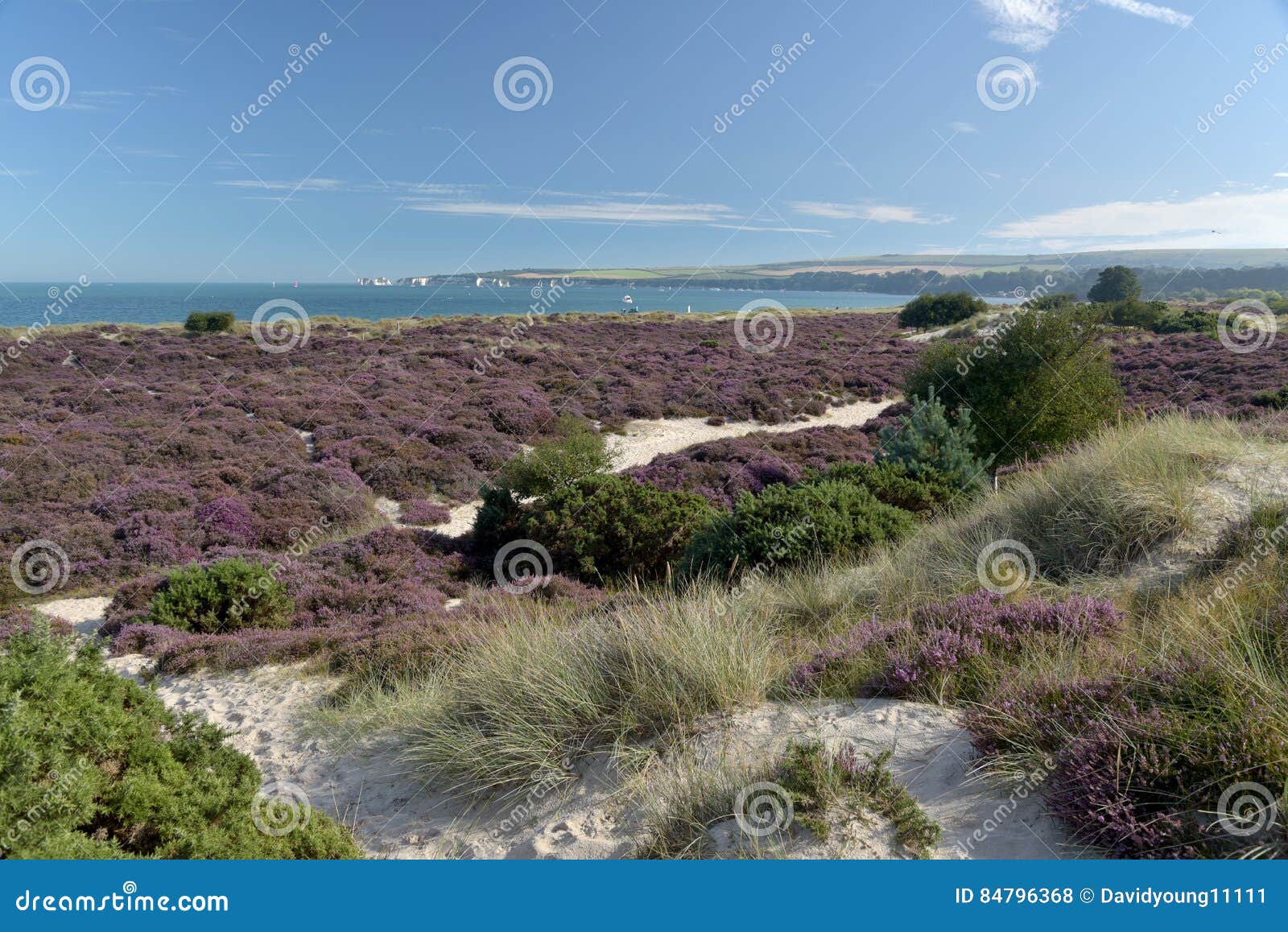Heather Walk by Studland Bay Stock Photo - Image of south, landscape ...