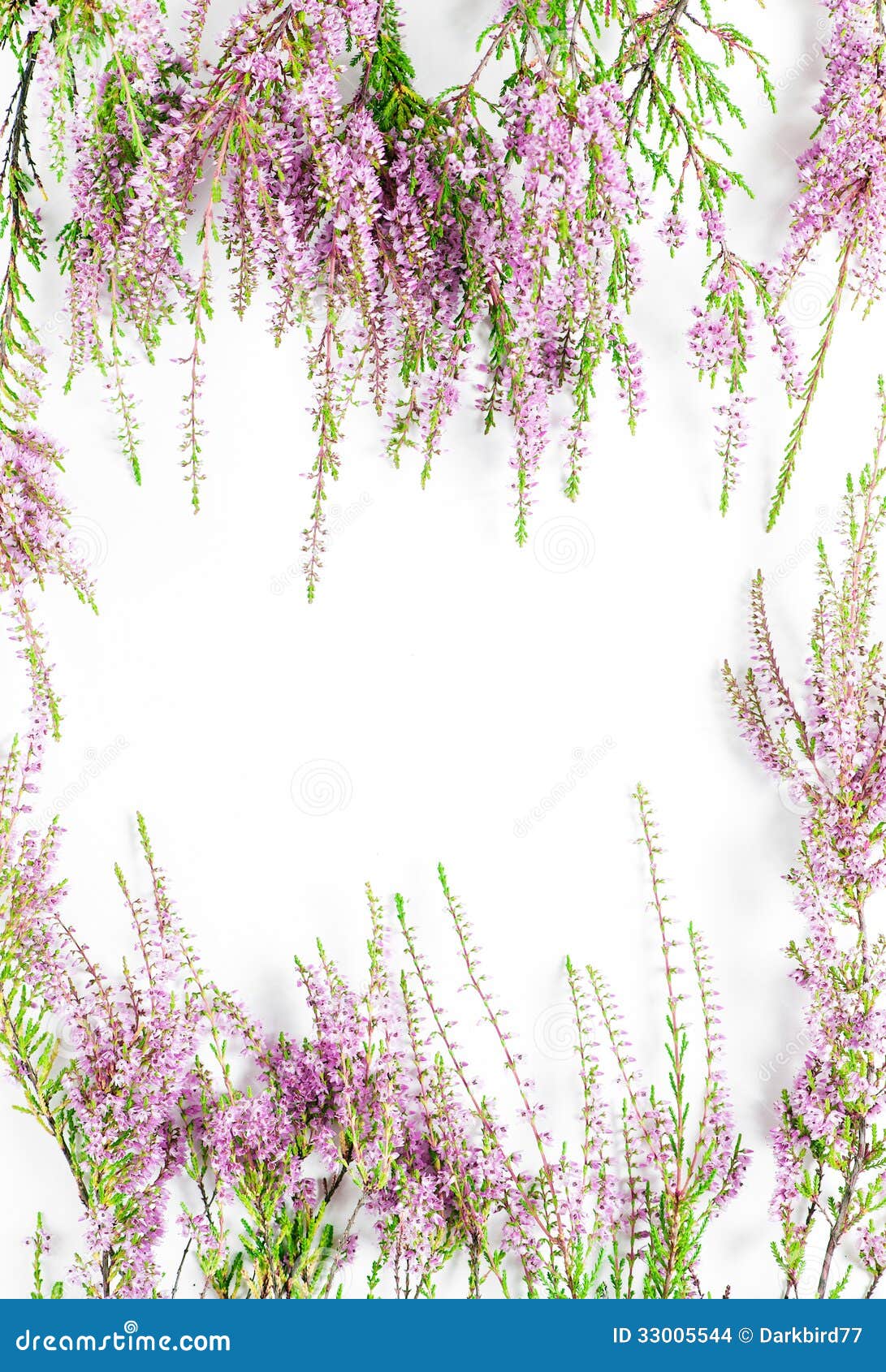 Heather on the White Background Stock Photo - Image of flora, leaf ...
