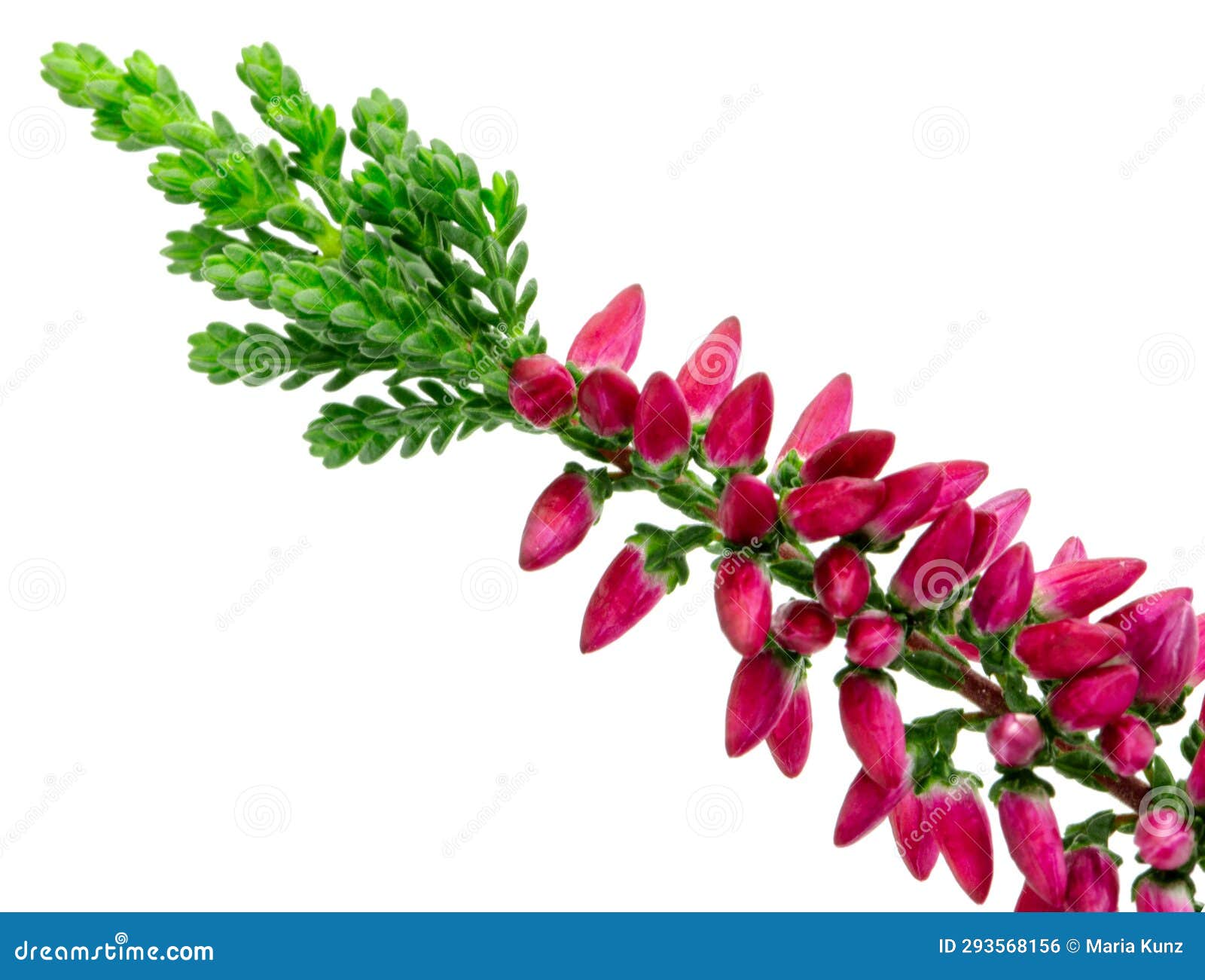 Heather on White Background Stock Photo - Image of nature, botany ...
