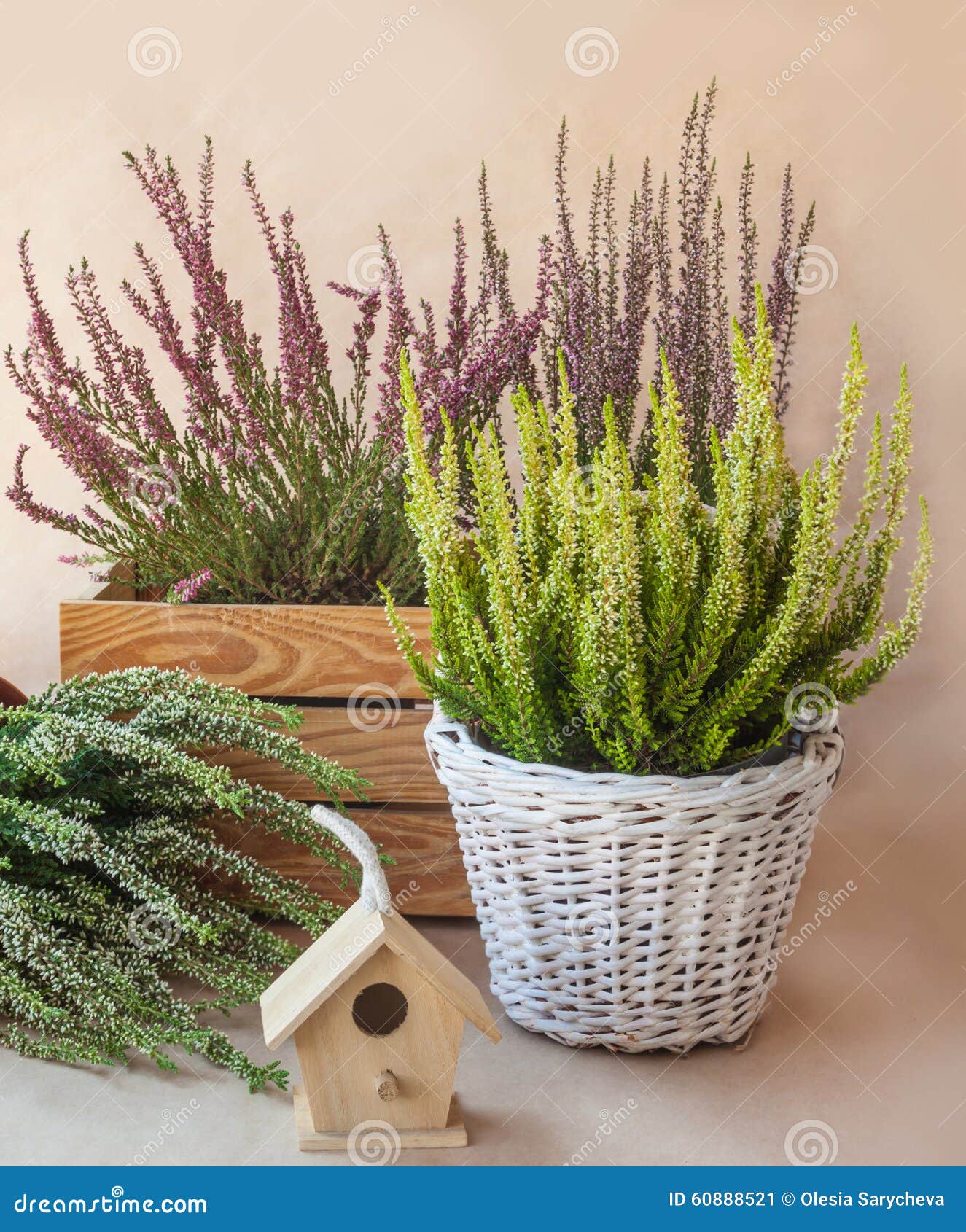 Heathers different colors stock image. Image of basket - 60888521