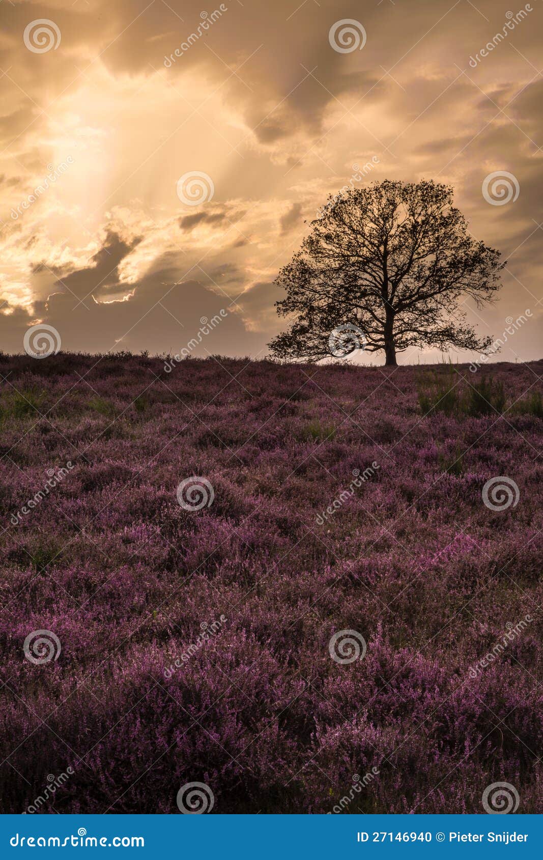 Heathland stock photo. Image of season, grass, western - 27146940