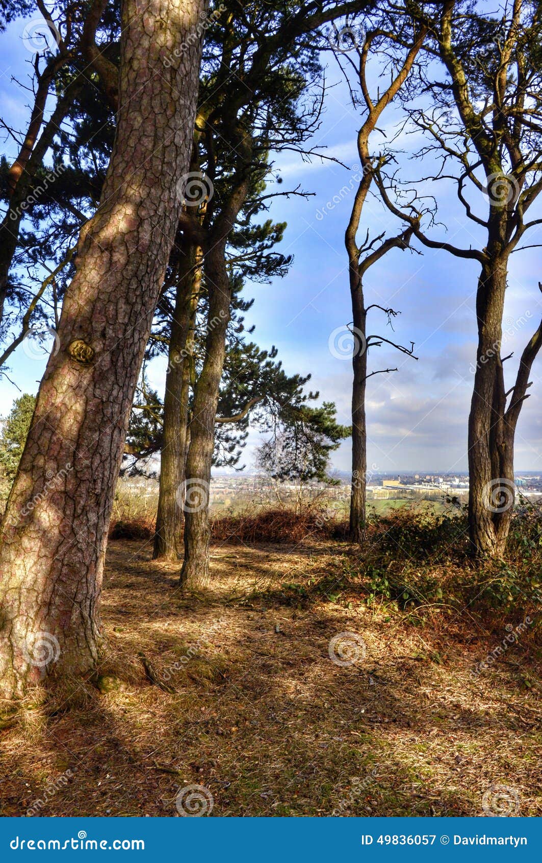 Heathland immagine stock. Immagine di inglese, alberi - 49836057