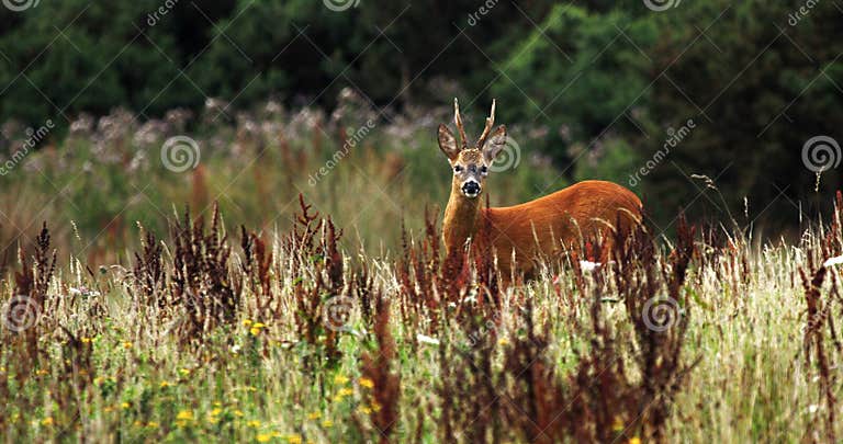 Heathland Roe Buck stock image. Image of abbot, looking - 20058567