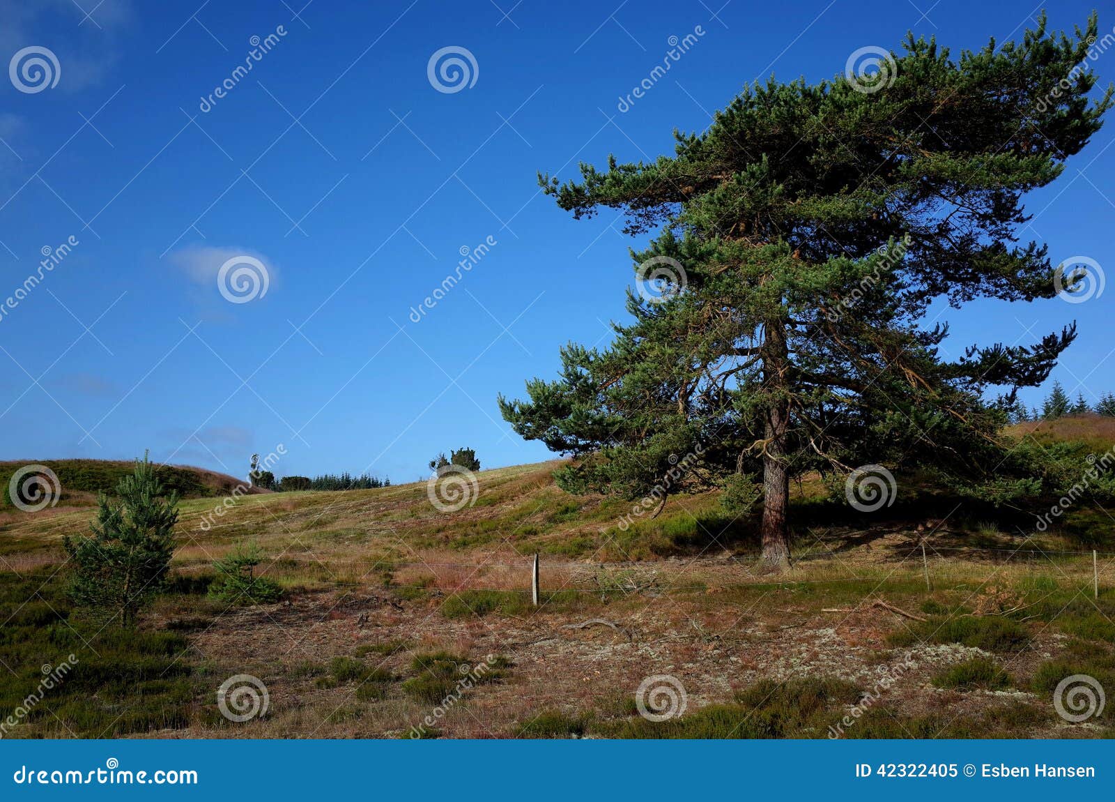 Heathland in the summer stock image. Image of clouds - 42322405