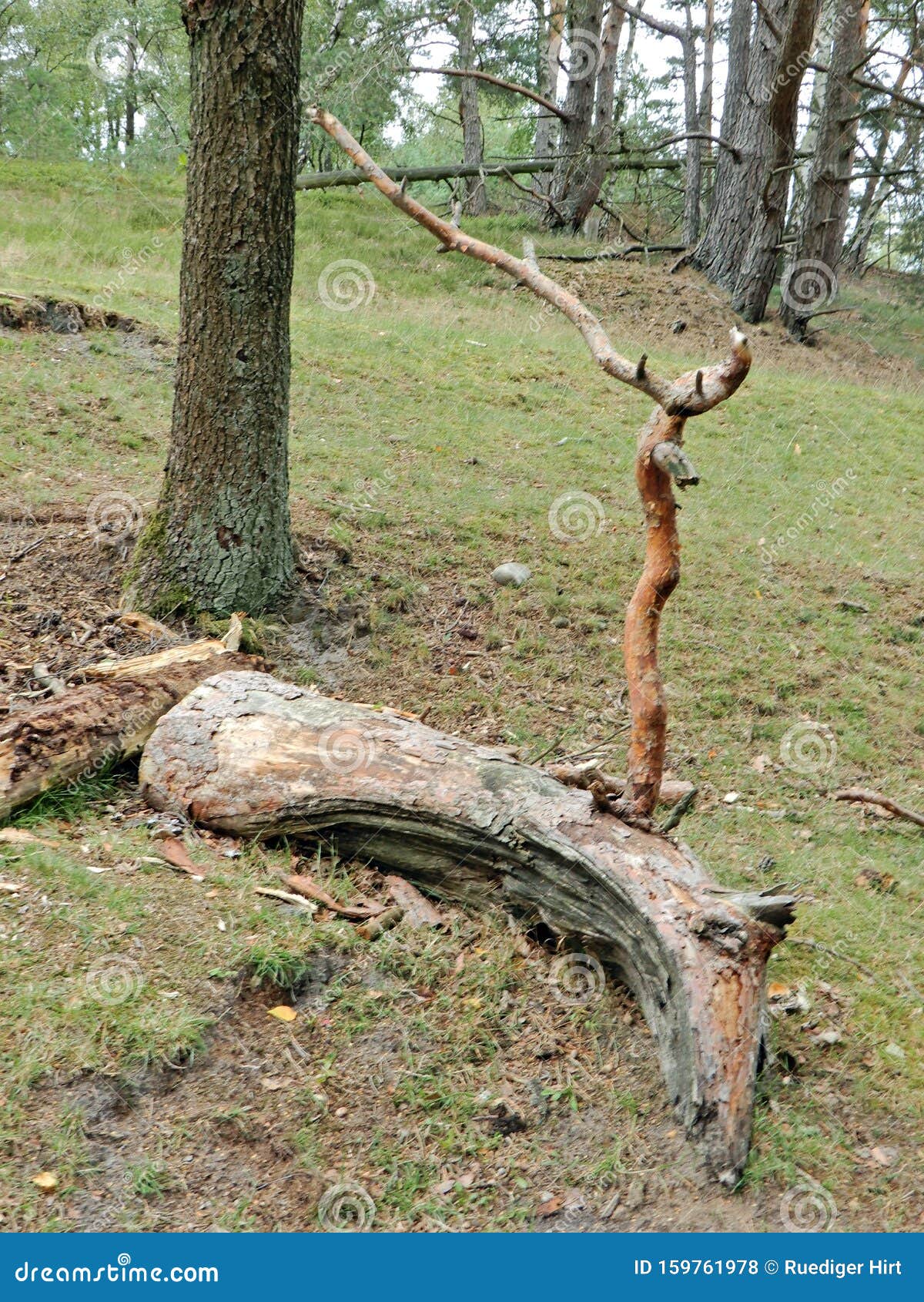 Heathlands with Trees and Withered Tree Trunk Stock Photo - Image of ...
