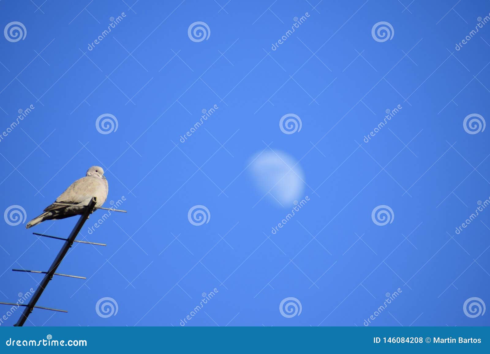 Heating Pigeon on First Spring Sun Stock Photo - Image of natur ...