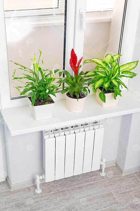 Heating White Radiator with Flower and Window. Stock Image - Image of ...