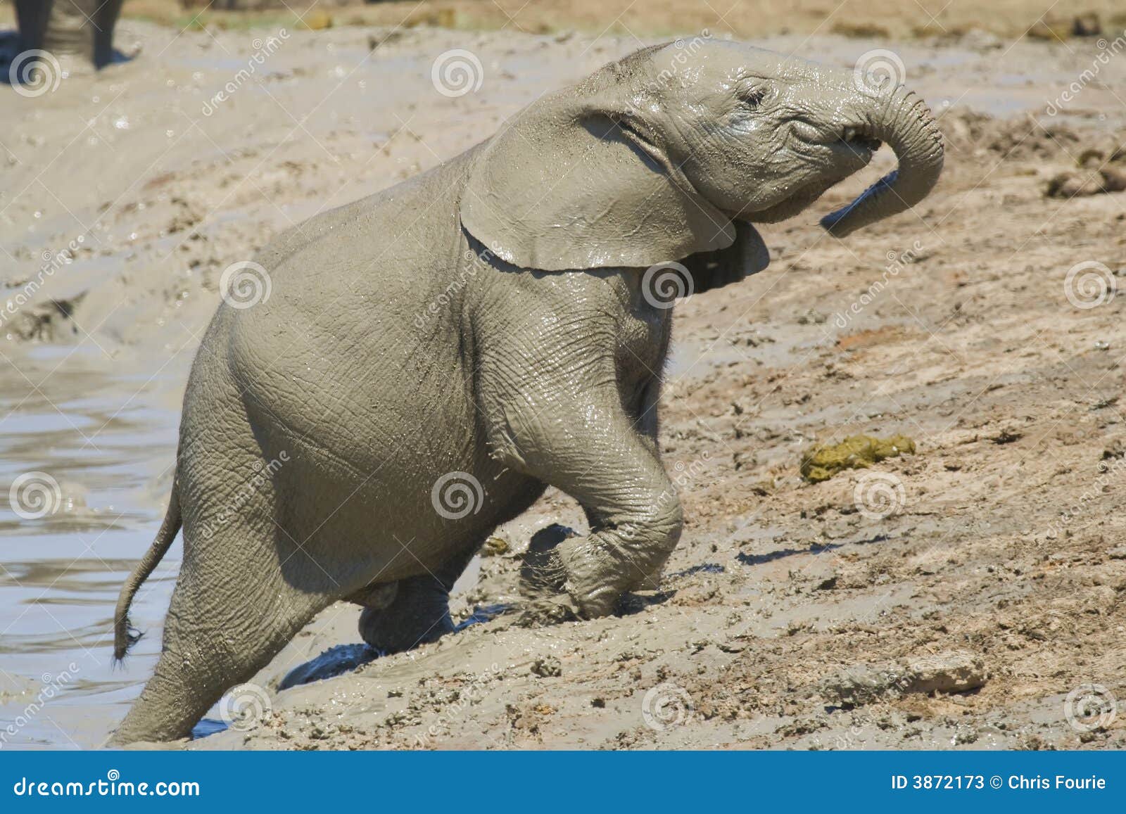 Heave Ho Baby stock image. Image of head, large, juvenile - 3872173