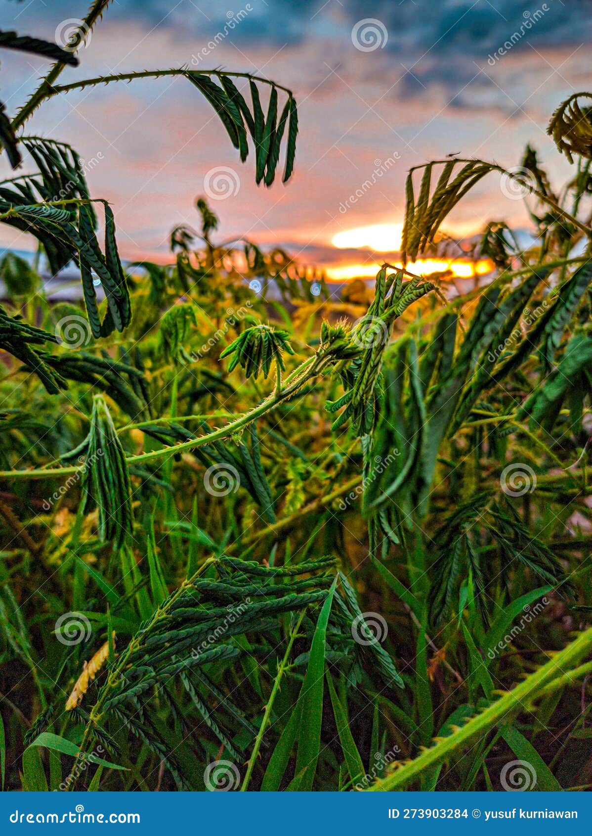 Heaven on earth grass stock photo. Image of spring, fall - 273903284