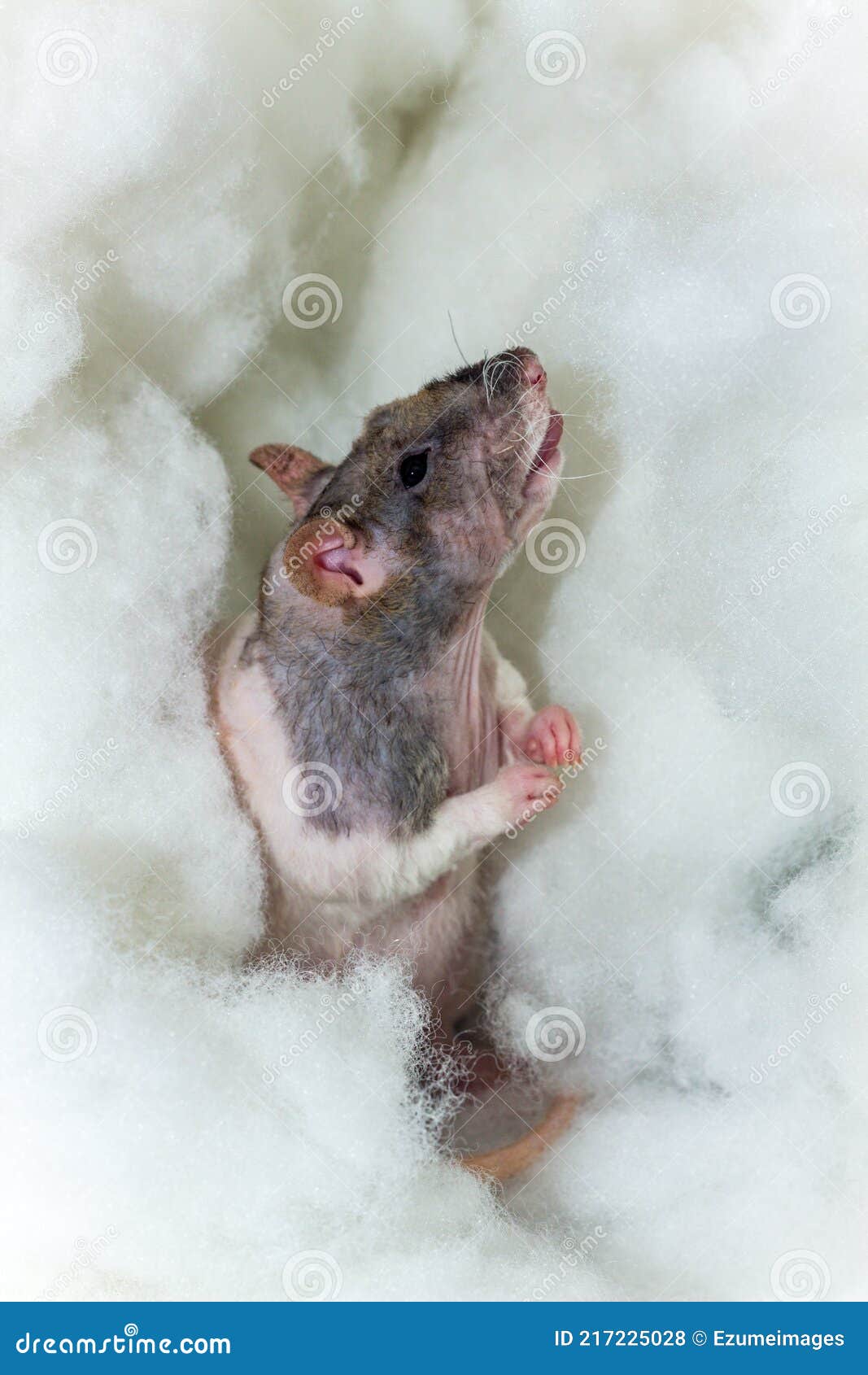 Heavenly Angel Pet Rat stock photo. Image of rattus - 217225028