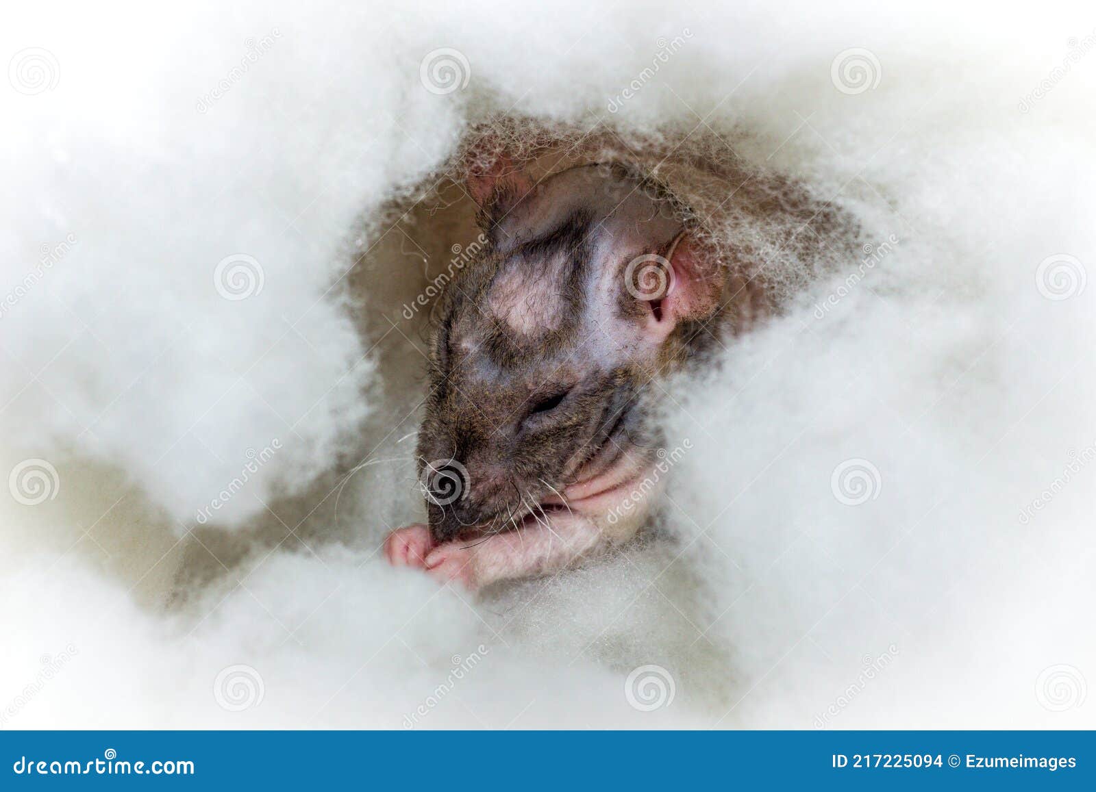 Heavenly Angel Pet Rat stock photo. Image of doublerex - 217225094