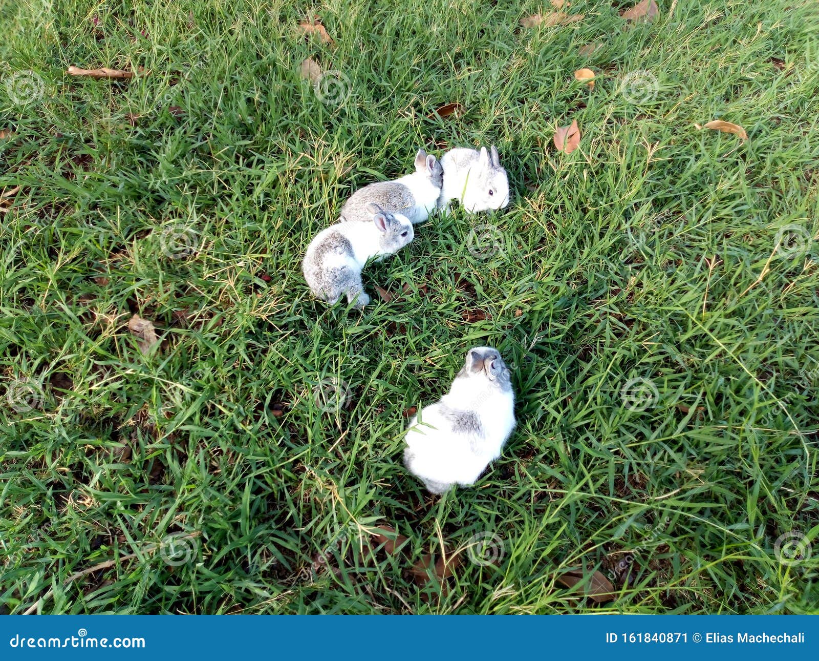 Heavenly Beauty Cuteness Bunny Hypnosis Stock Image - Image of bunny ...