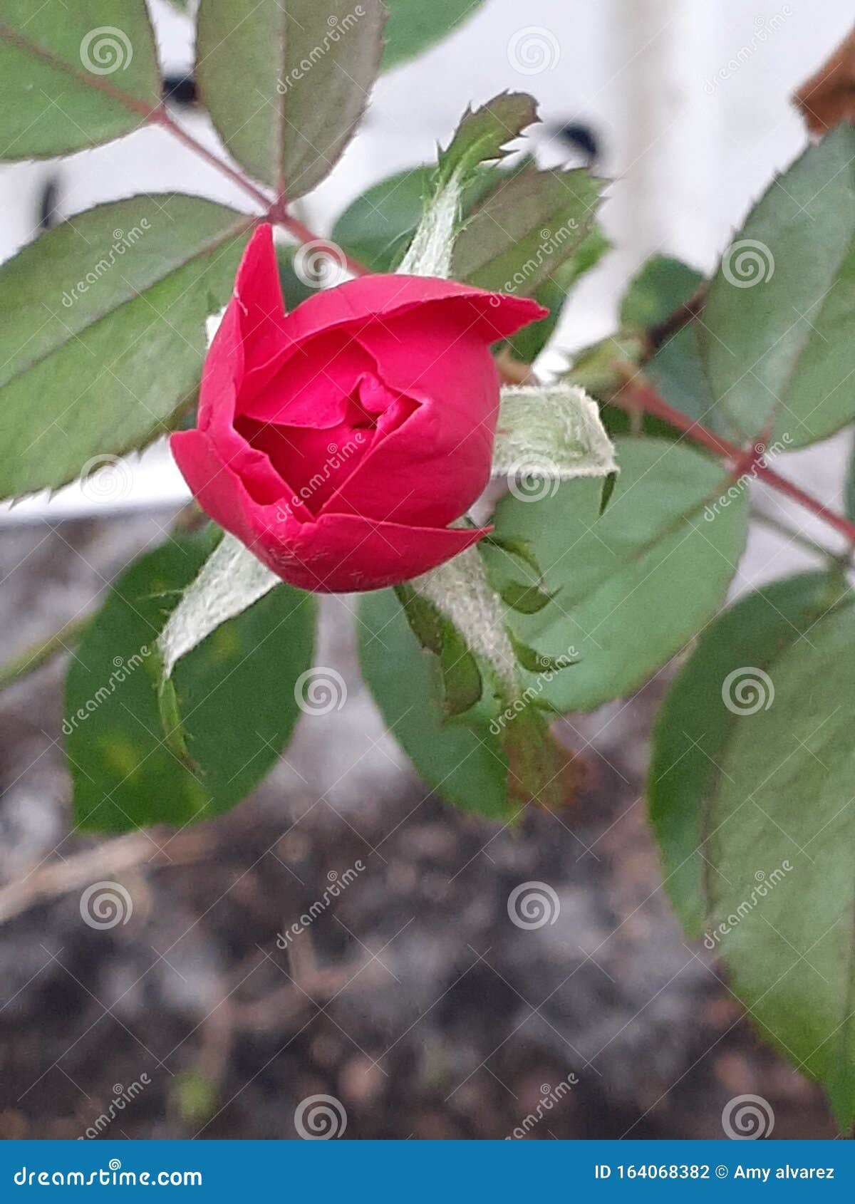 Heavenly budding rose stock photo. Image of budding - 164068382