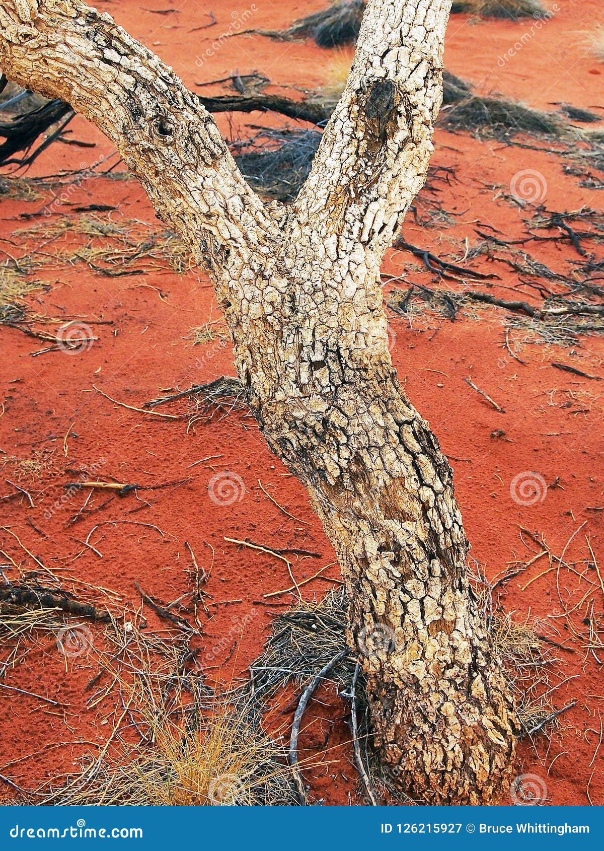 Desolate Native Tree after Bushfire, Uluru, Red Centre, Australia Stock ...