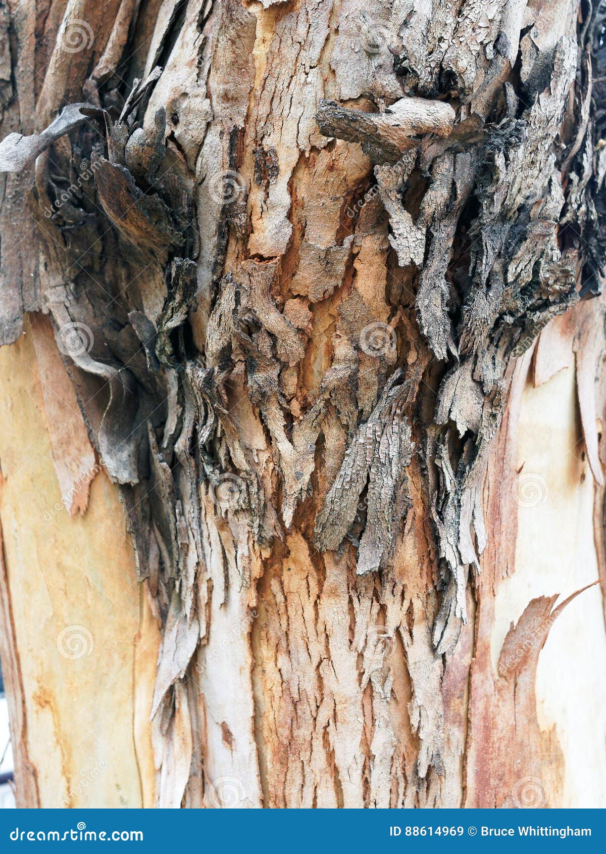 Heavily Textured Tree Barck Stock Image - Image of flaking, heavily ...