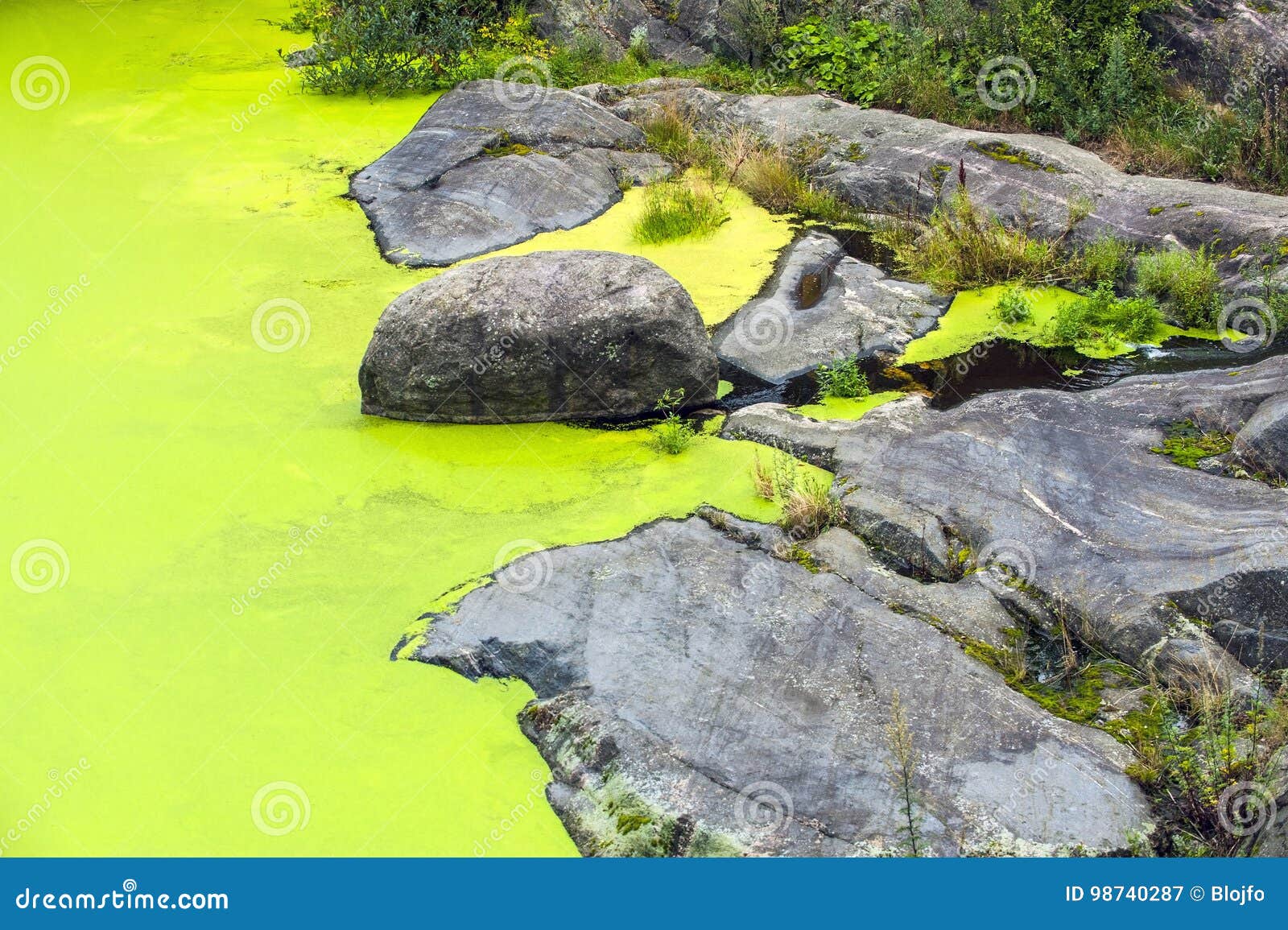 Algae Bloom On The River. Water Pollution Of Rivers And Lakes By ...