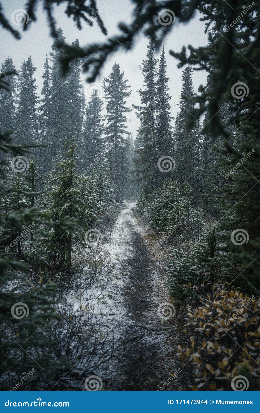 Heavy Blizzard on Pine Forest in Wilderness Stock Photo - Image of ...