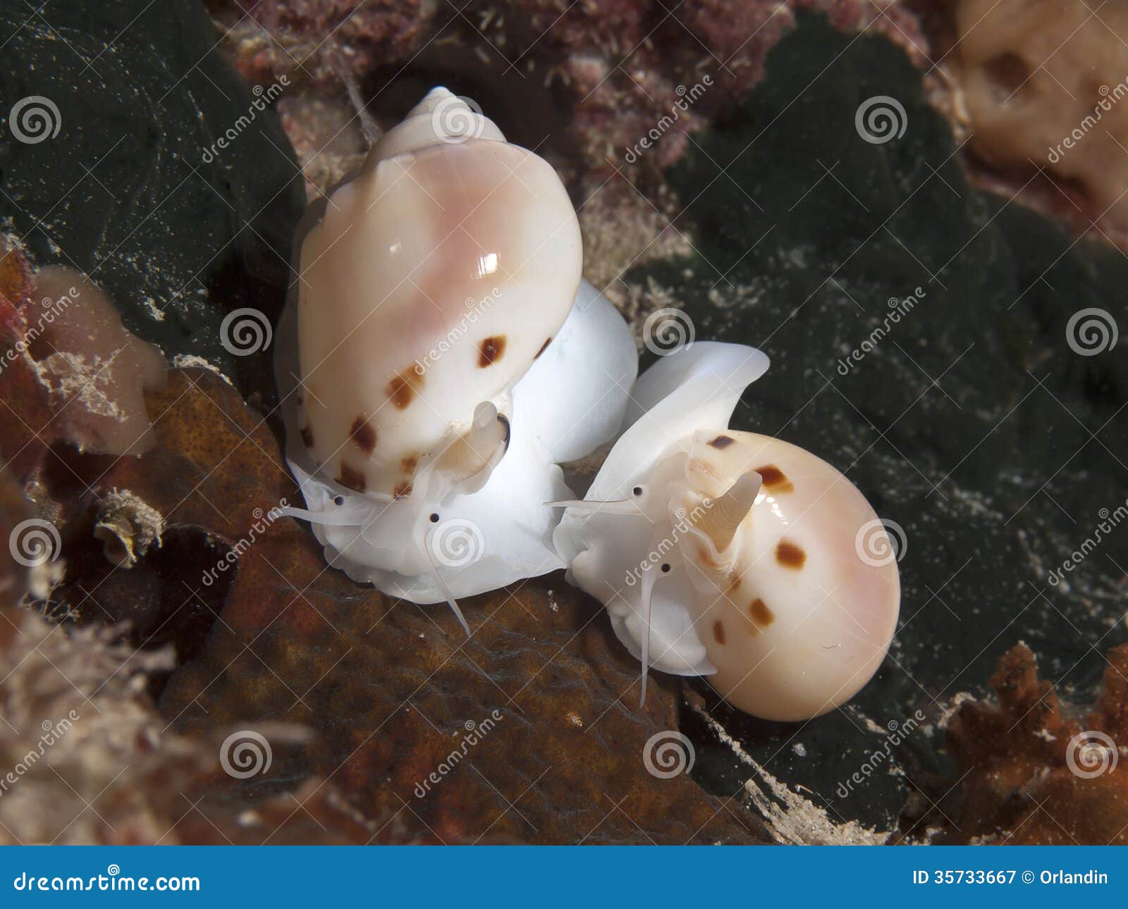 Heavy bonnet stock image. Image of cassidae, heavy, pamilakan - 35733667