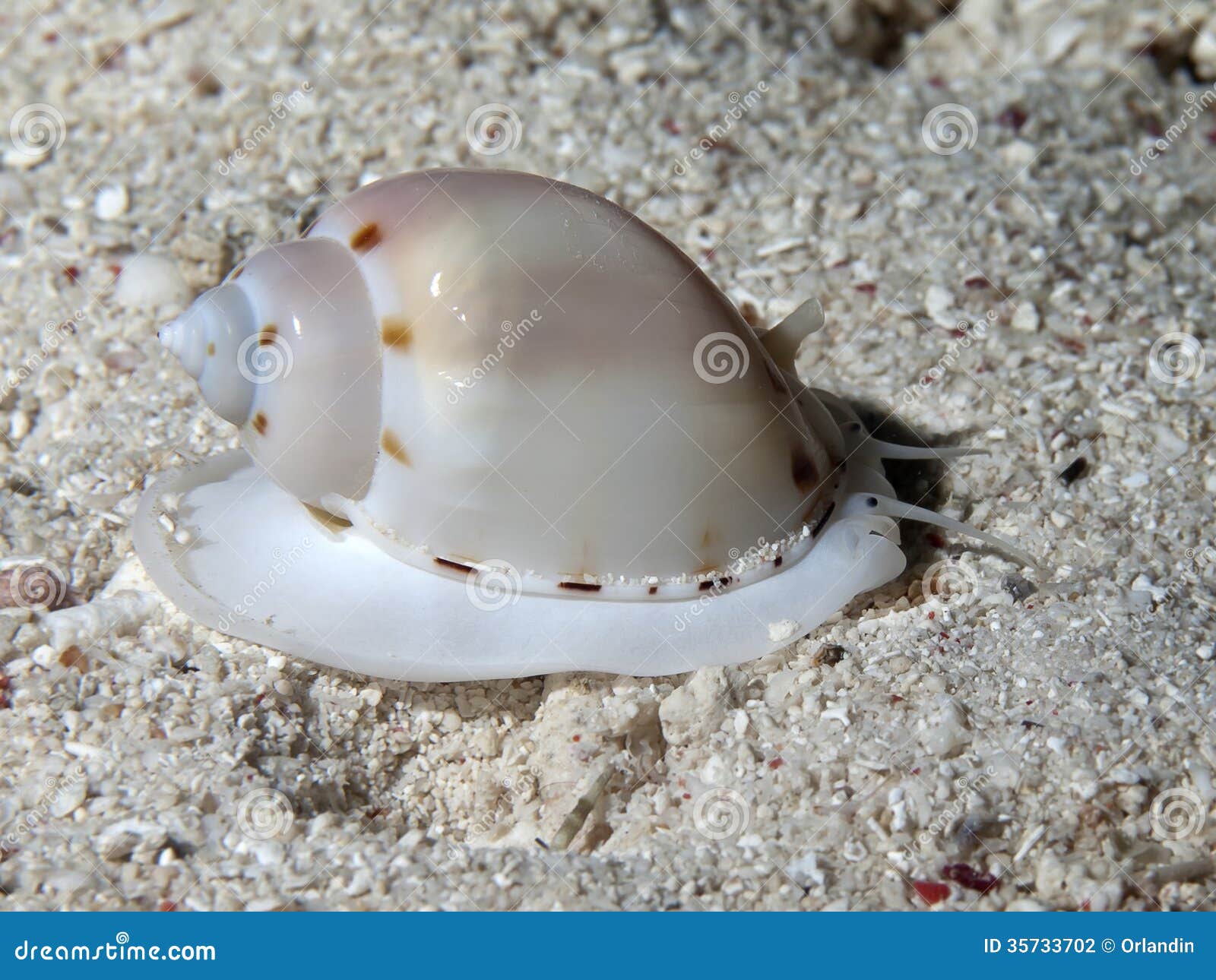 Heavy bonnet stock photo. Image of gastropoda, vivid - 35733702