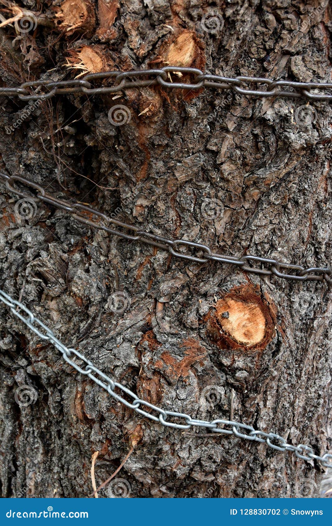 Heavy Chain Wrapped Around a Tree Stock Photo - Image of wrapped, deep ...