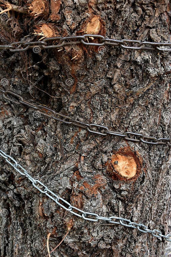 Heavy Chain Wrapped Around a Tree Stock Photo - Image of wrapped, deep ...
