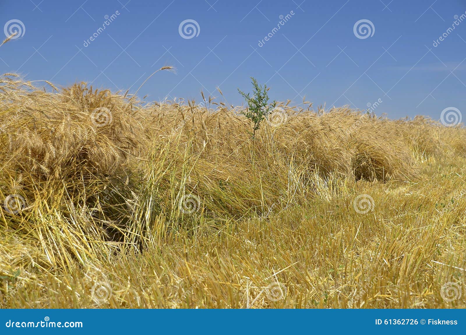 Heavy crop of wheat stock photo. Image of product, combining - 61362726