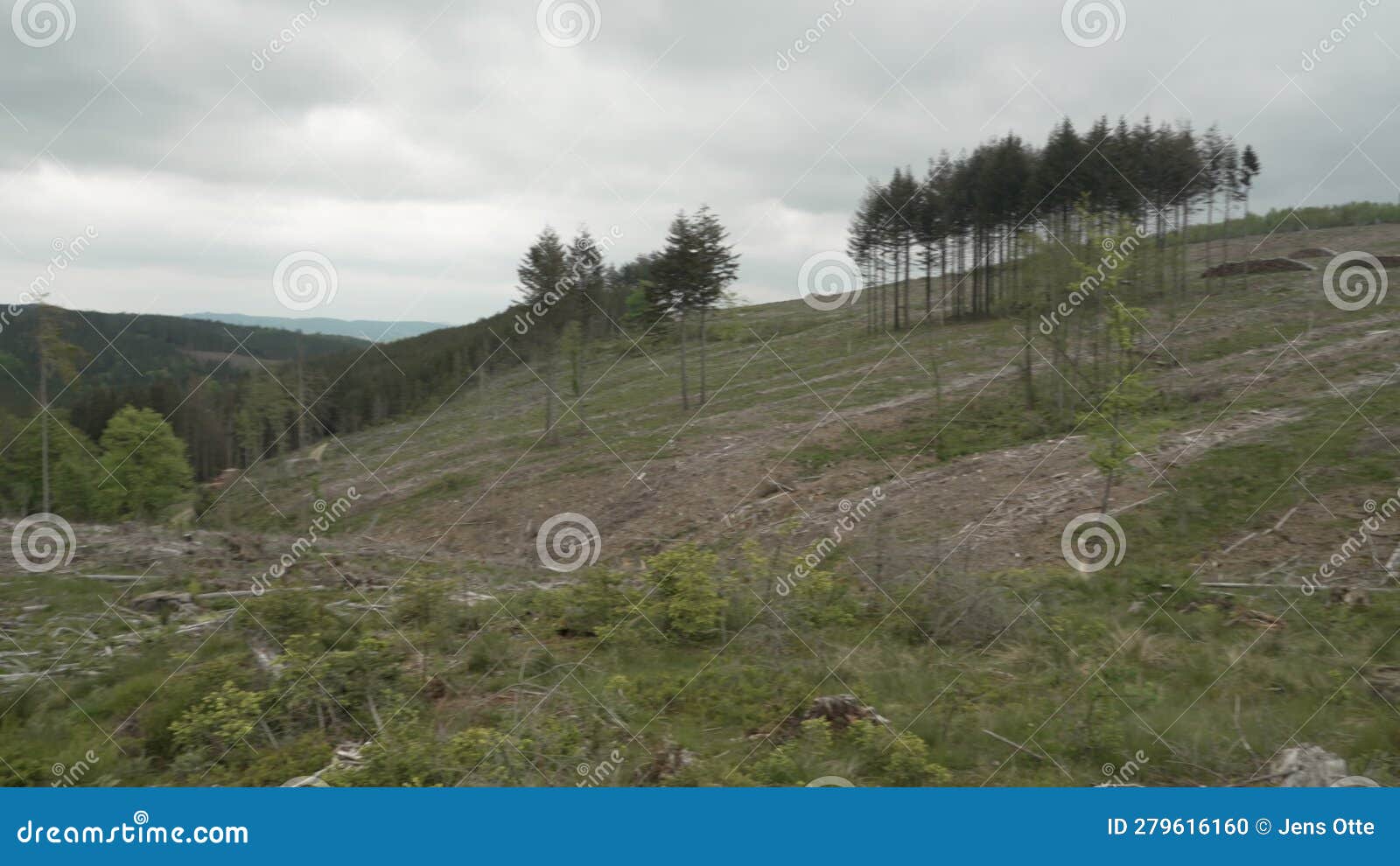 Heavy Deforestation after a Long Draught Stock Footage - Video of root ...