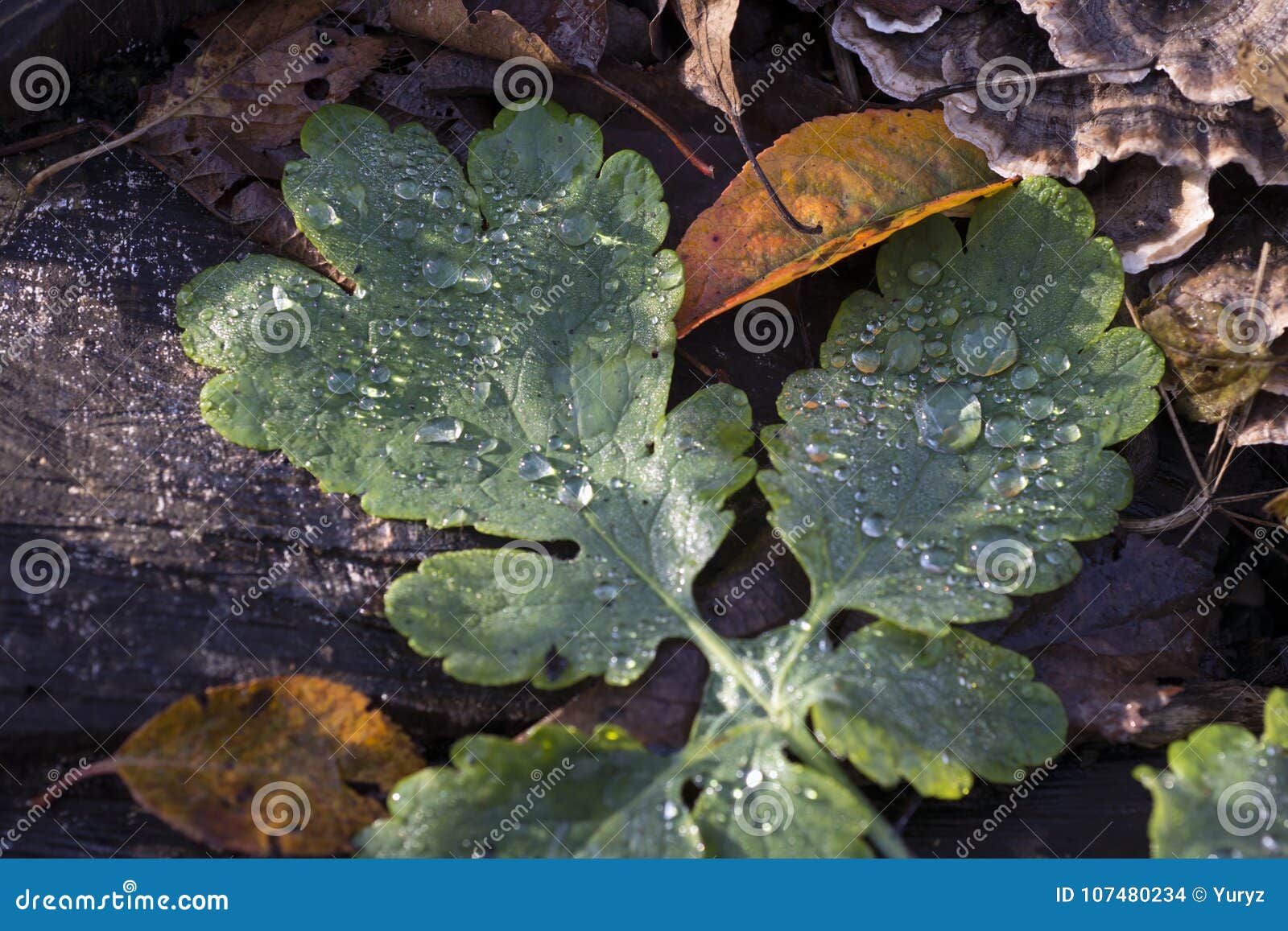 Heavy dew drops stock photo. Image of green, nature - 107480234