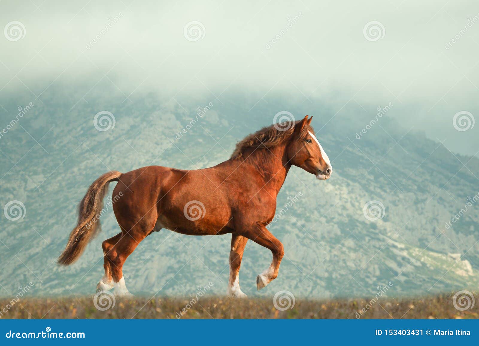 Draft Horses Running