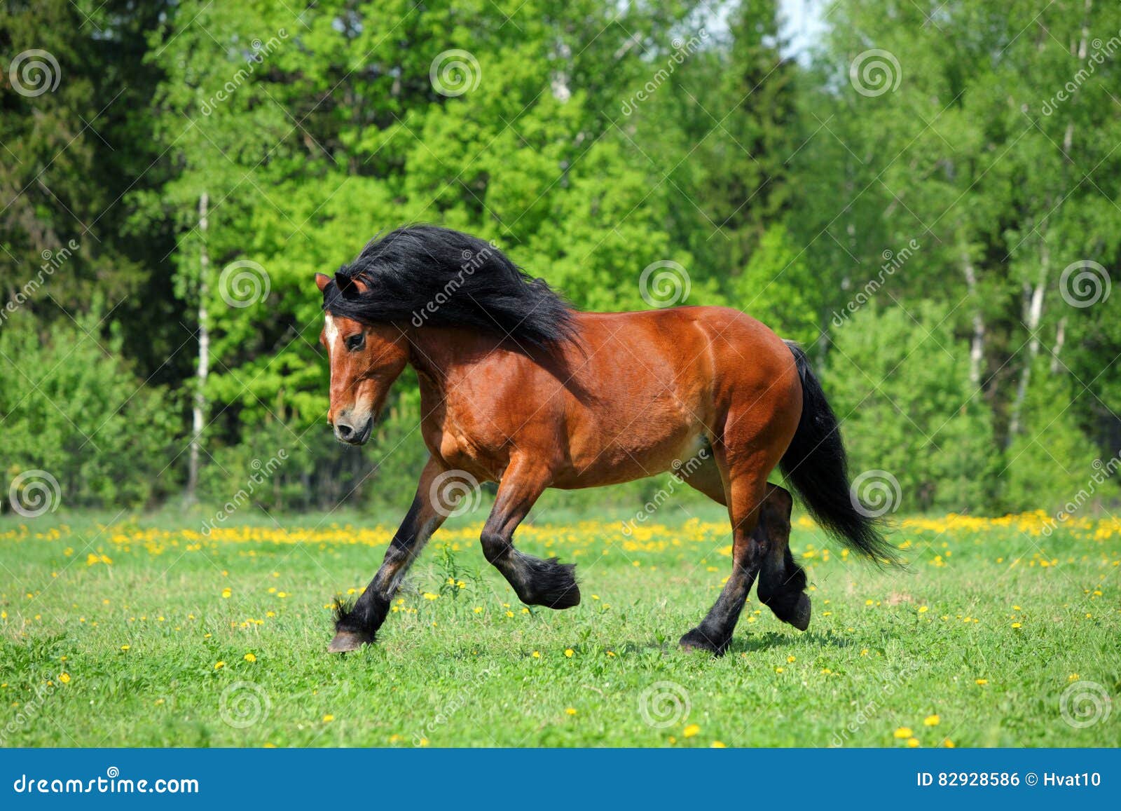 Heavy Draft Sorrel Horse Portrait Stock Photo - Image of heavy, green ...