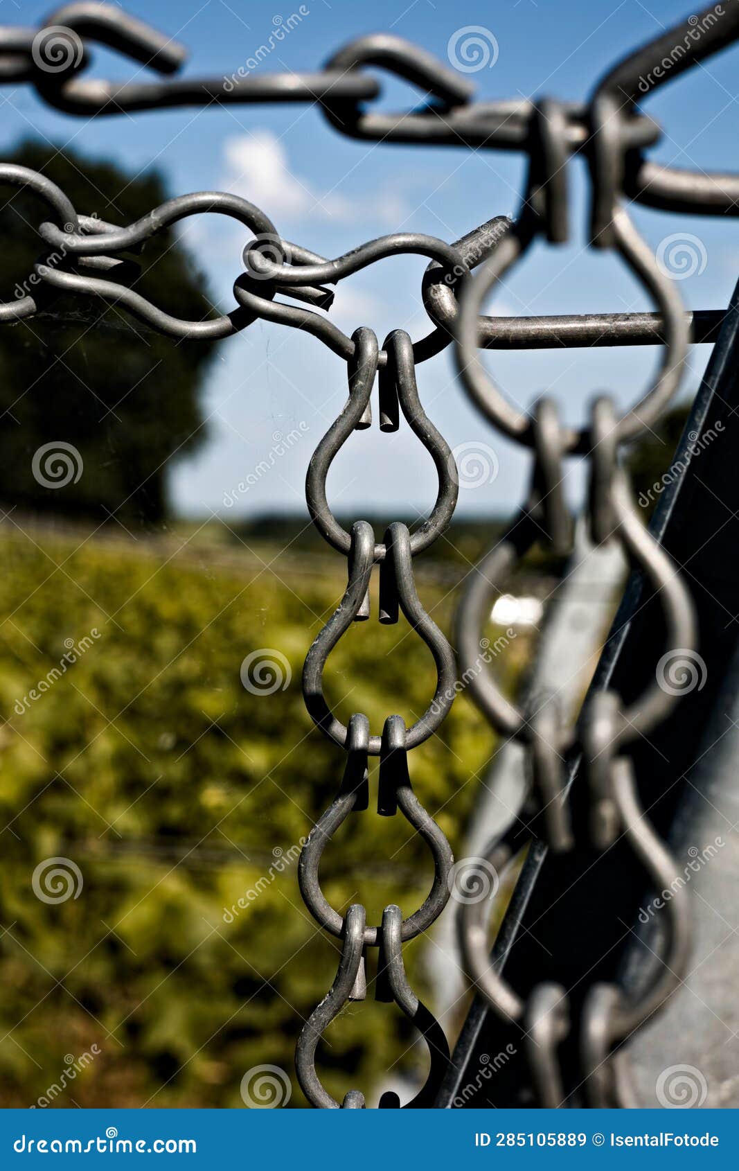Heavy Duty Chain in a Vineyard Stock Image - Image of closeup ...