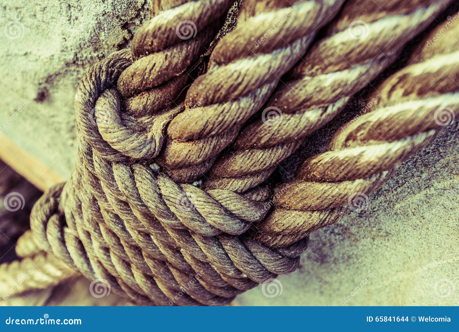 An Ancient Rope Tied In A Historic Tree Stock Photo | CartoonDealer.com ...