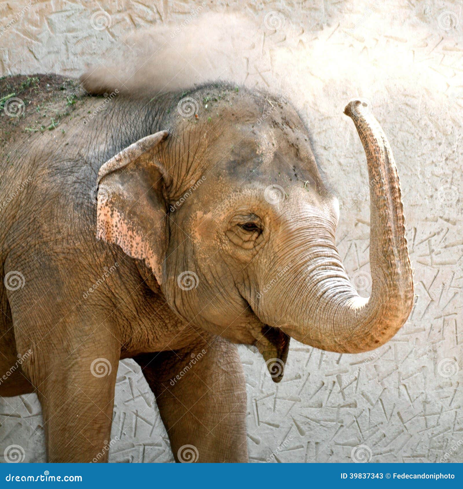Heavy Elephant with a Long Trunk Stock Image - Image of strength, power ...