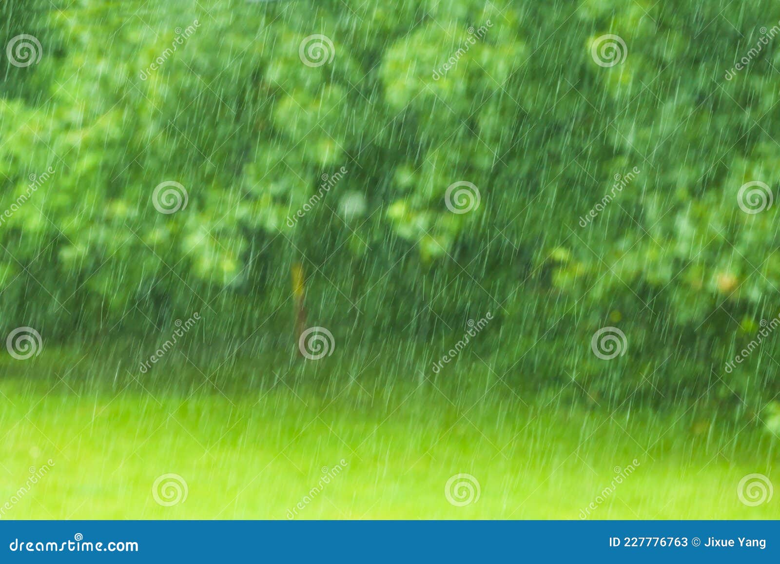 Heavy and Fast Rain Drops Falling in Green Forest. and on Grass Stock ...