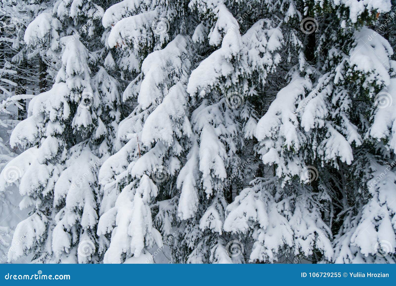 Heavy Fir Tree Branches Full of Snow Stock Image - Image of trees ...