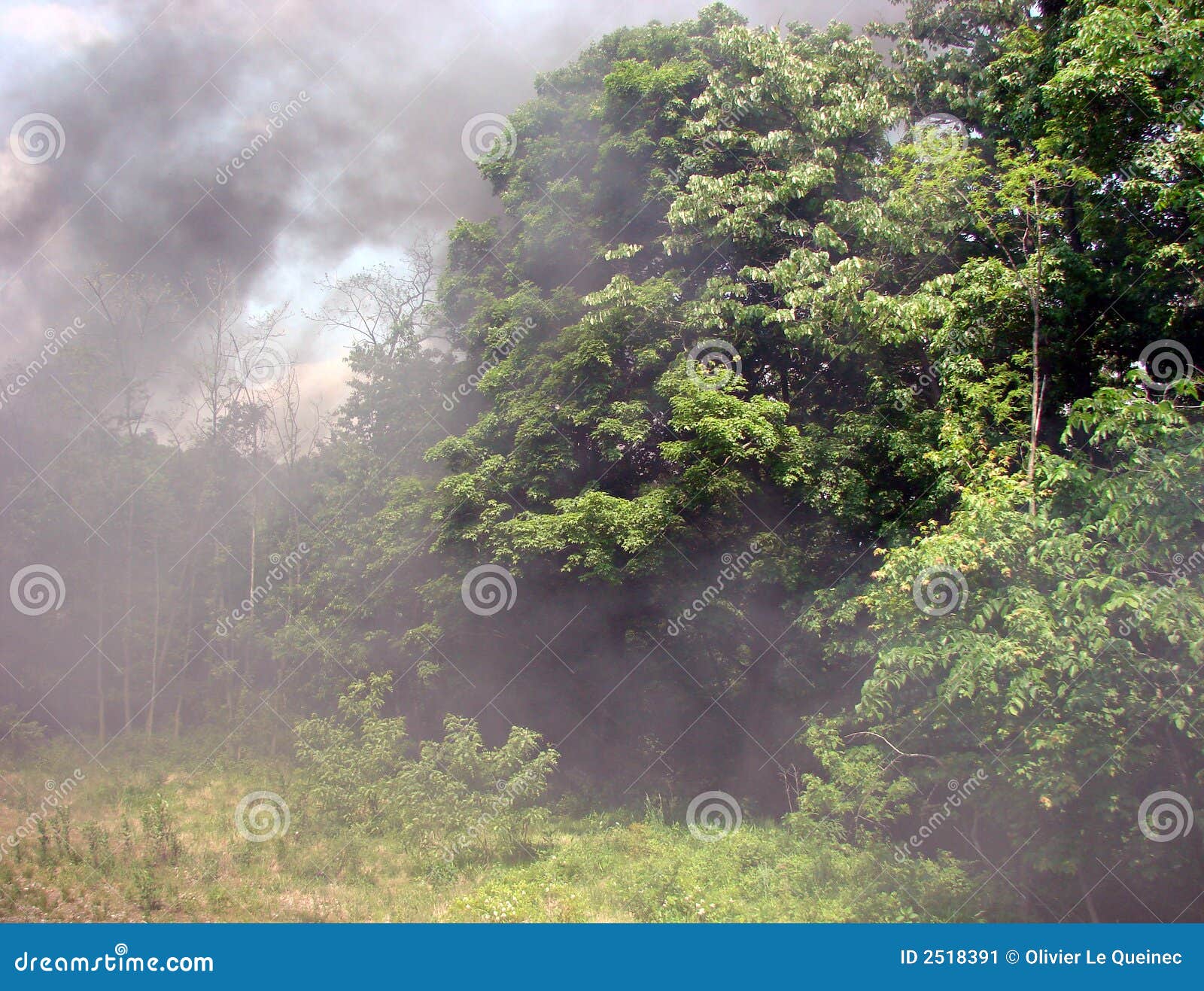 Heavy Fire Smoke Over Trees in the Forest Stock Image - Image of forest ...
