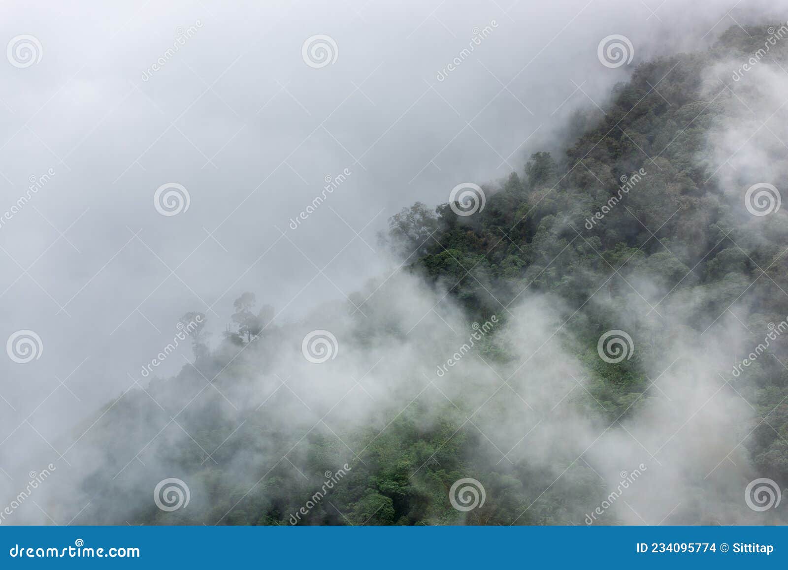 Heavy Fog in the Forest View from Above Stock Photo - Image of mist ...