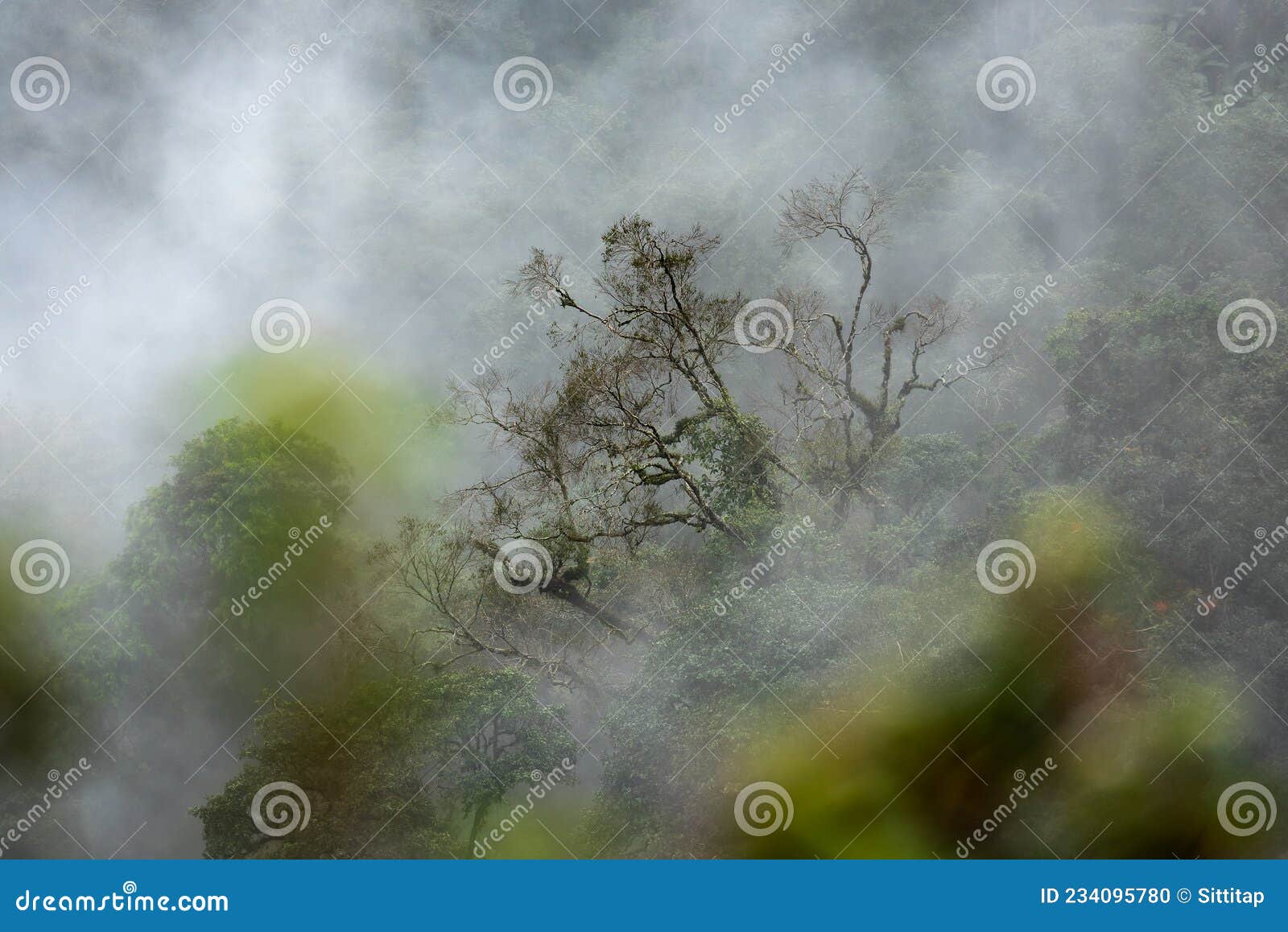 Heavy Fog in the Forest View from Above Stock Photo - Image of ...