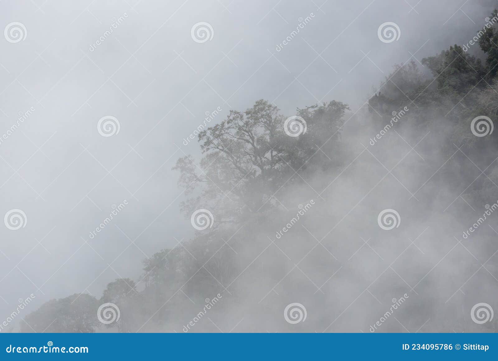 Heavy Fog in the Forest View from Above Stock Photo - Image of aerial ...