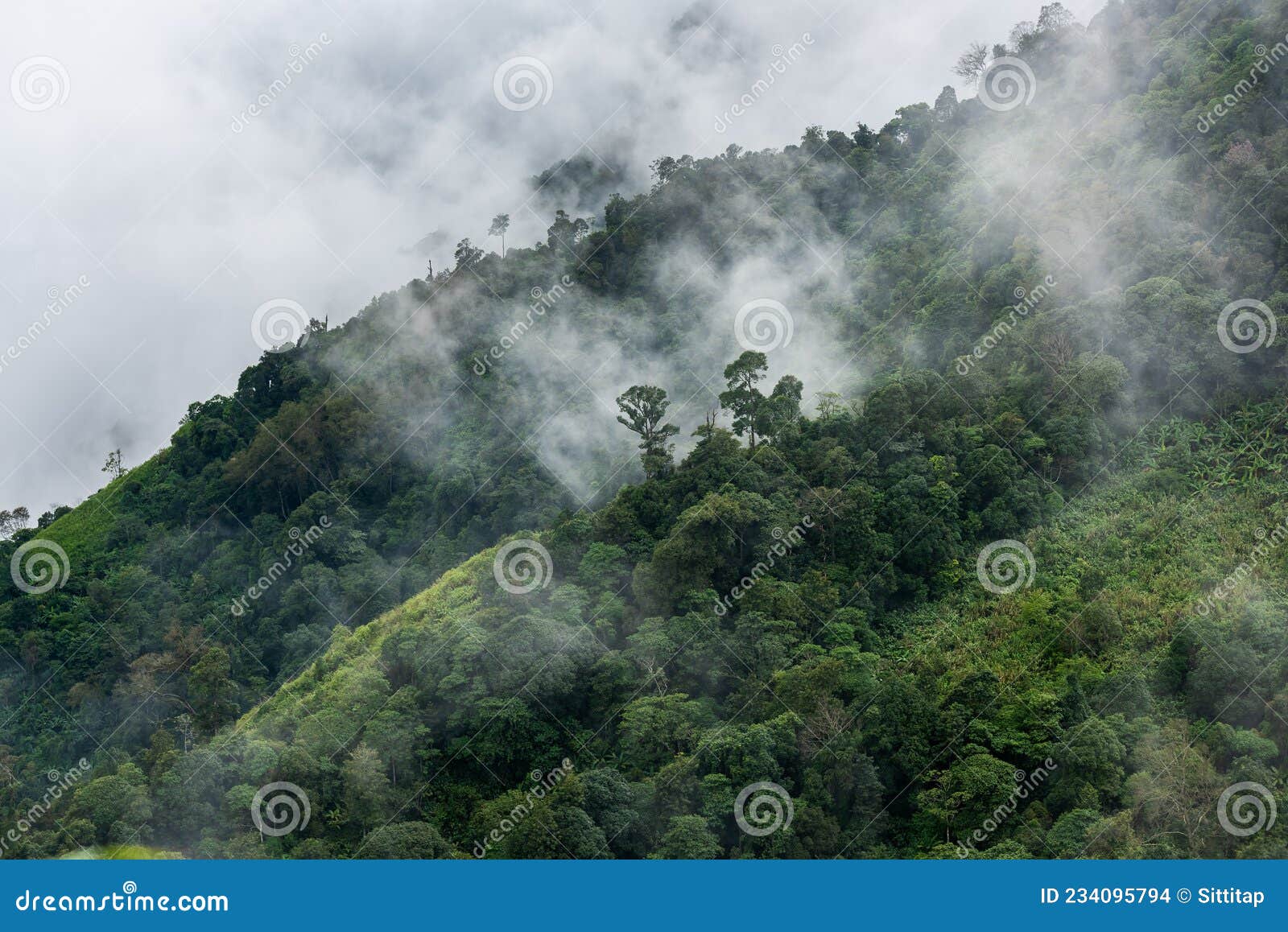 Heavy Fog in the Forest View from Above Stock Photo - Image of platform ...