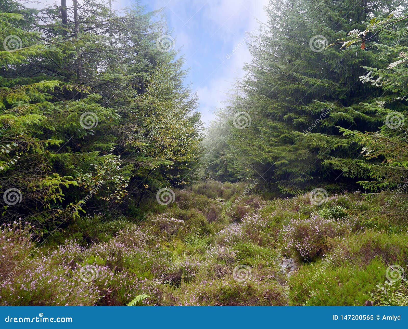 Strewn Hille Photos - Free & Royalty-Free Stock Photos from Dreamstime